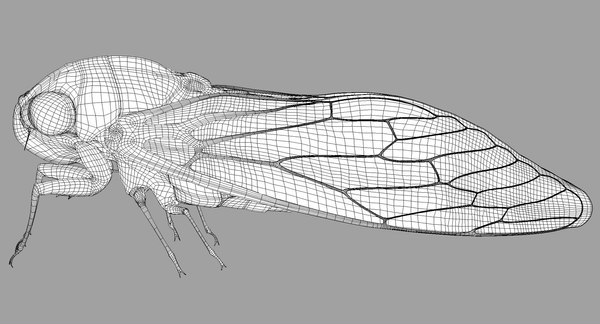 rigged cicada 3d model