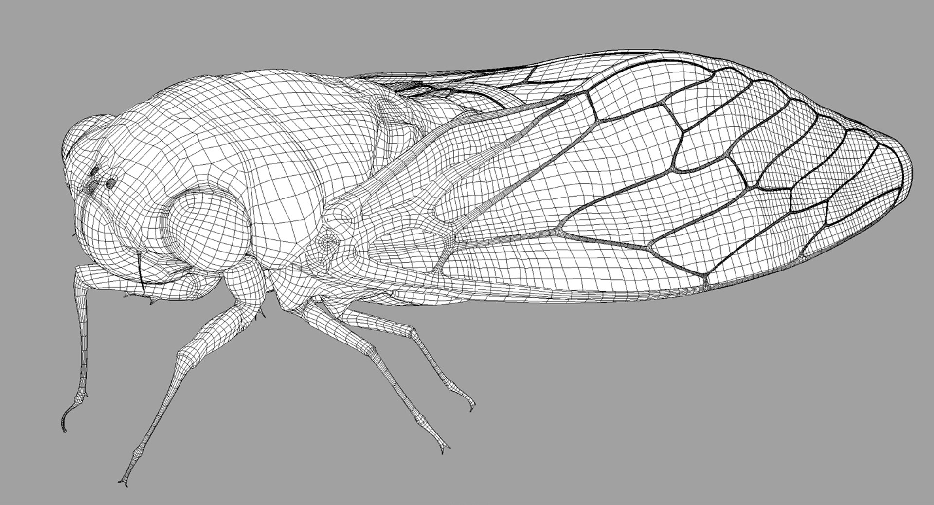 Rigged Cicada 3d Model