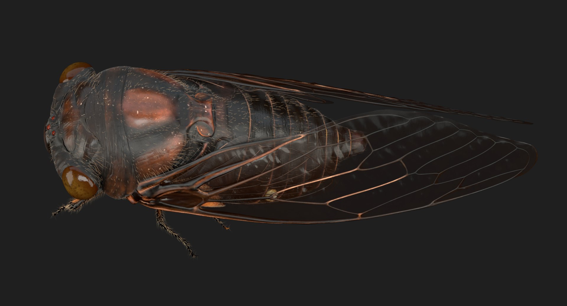 Rigged Cicada 3d Model