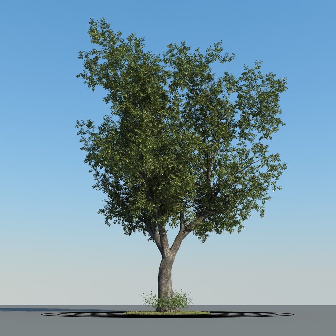 Oak Tree 3d Model