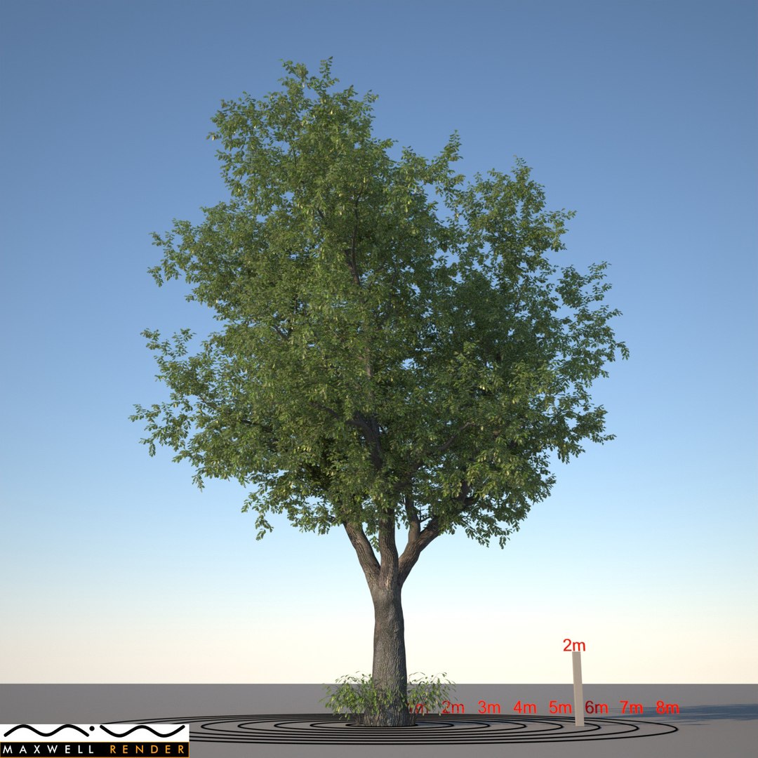 Oak Tree 3d Model