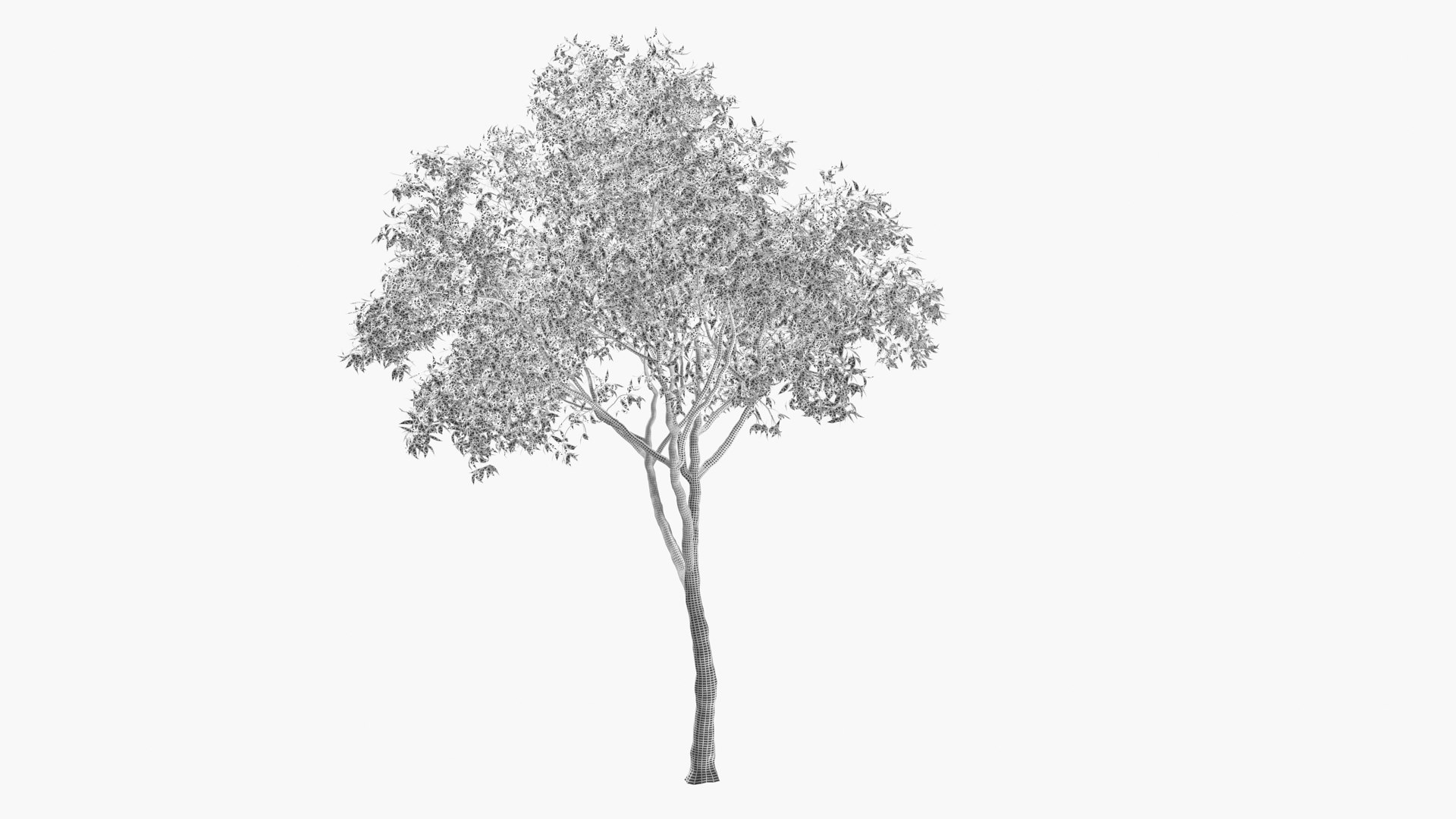 Wind Tree 3D - TurboSquid 1667496