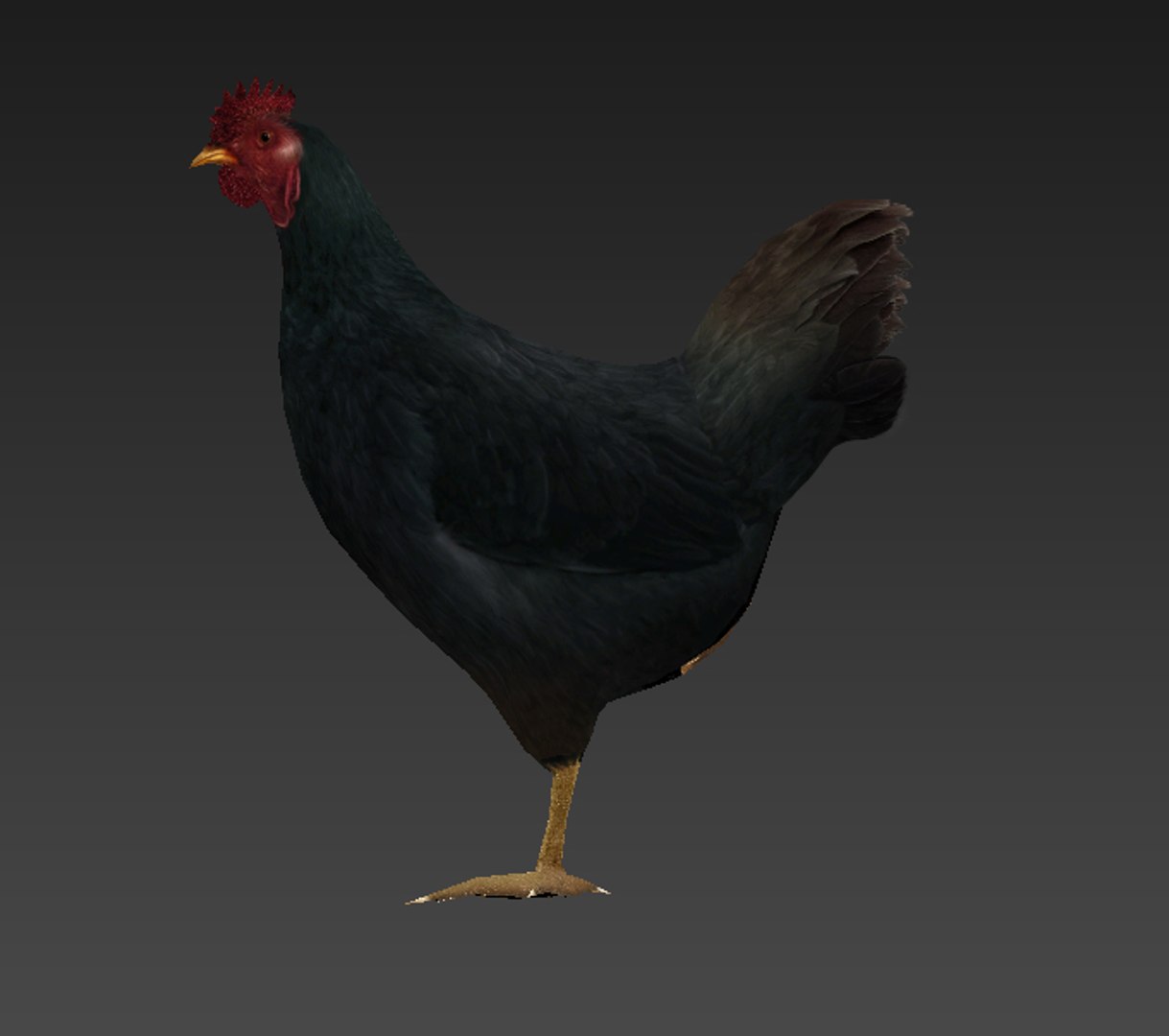 3D Black Rooster - TurboSquid 1608316