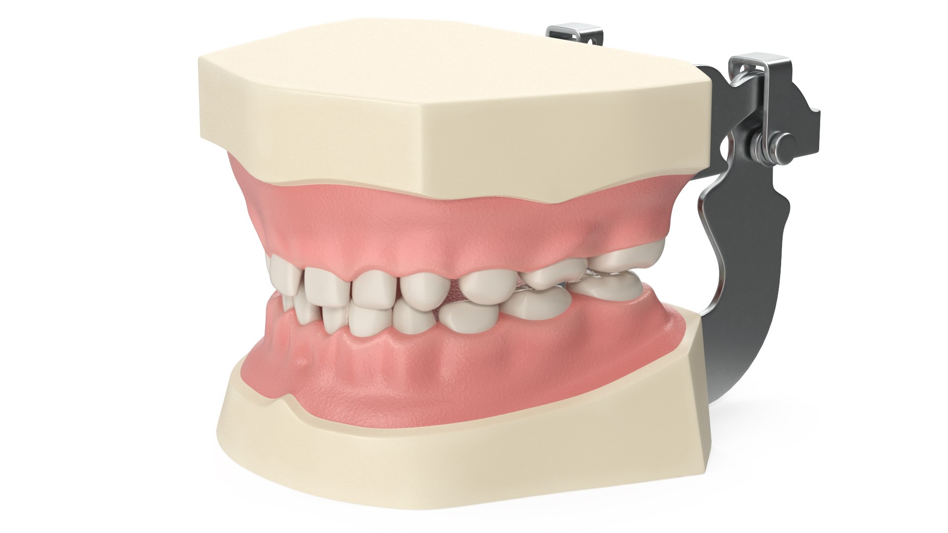 Pediatric Typodont Demonstration Model With Removable Gapped Teeth 3D ...