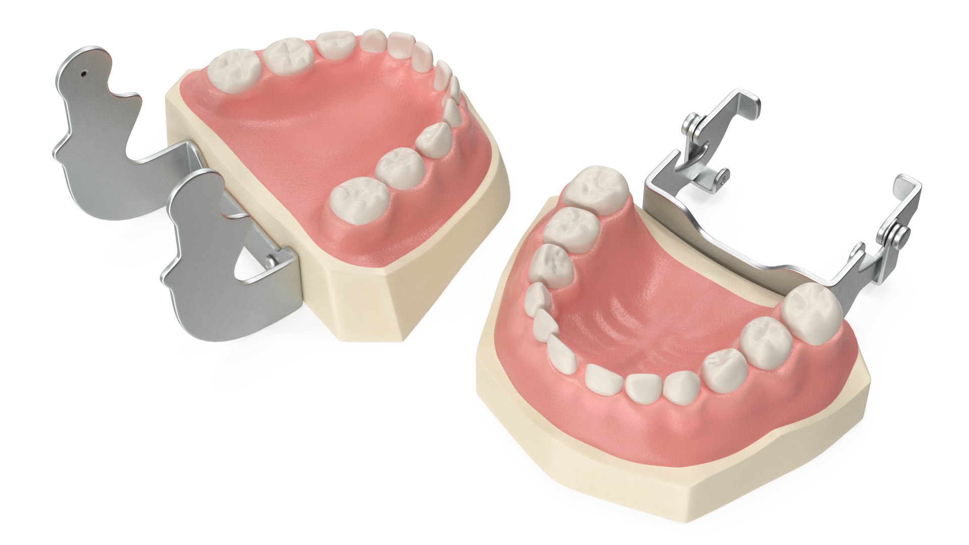 Pediatric Typodont Demonstration Model with Removable Gapped Teeth 3D ...