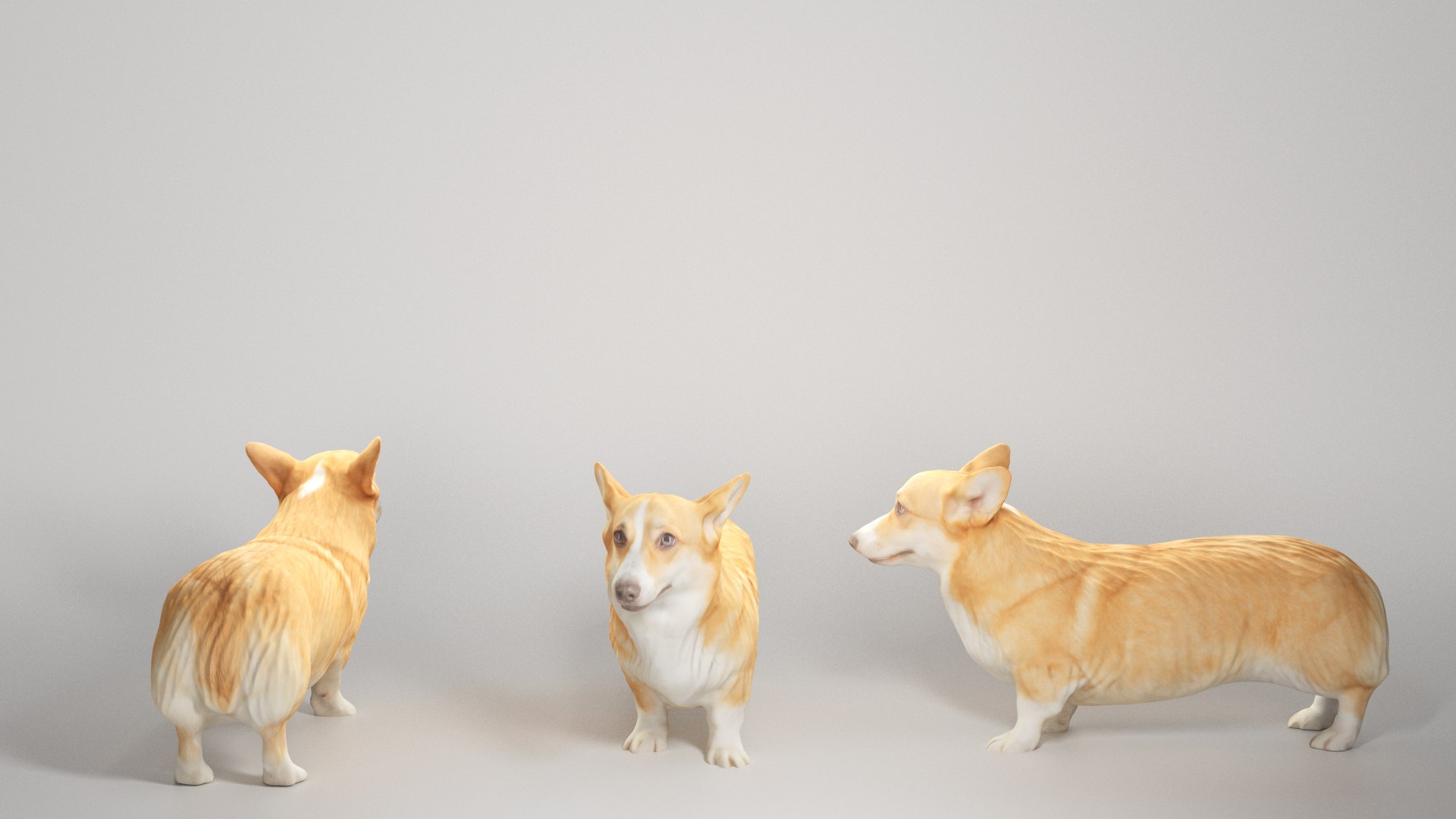 3D Young Corgi Dog Animals Model - TurboSquid 1693659