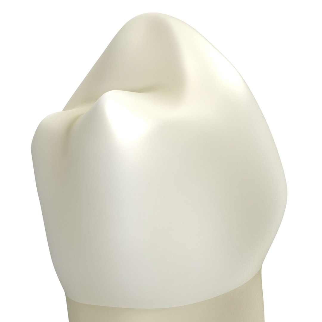 Bicuspid Modeled Realistic 3ds