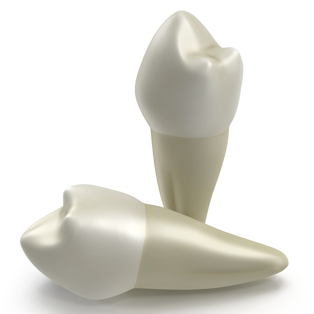 Bicuspid Modeled Realistic 3ds