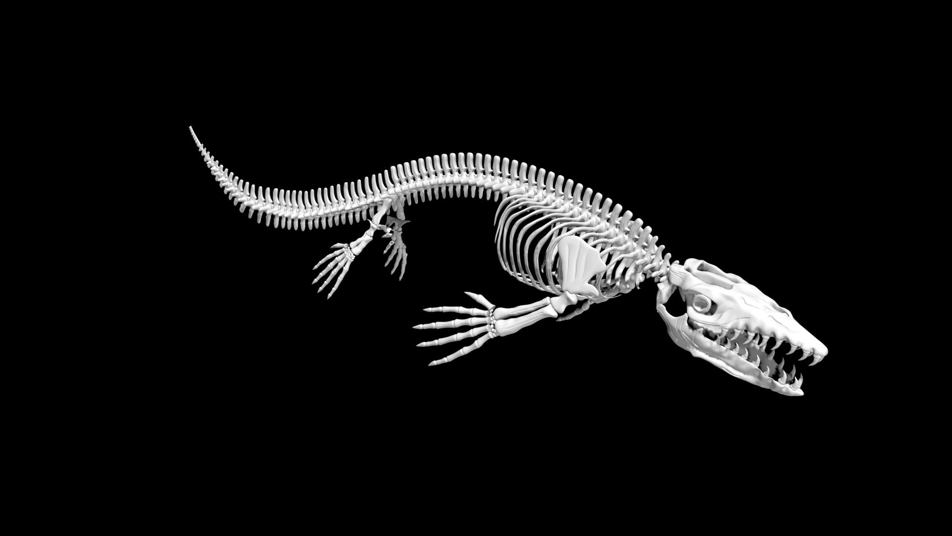 Mosasaurus Skeleton Model - TurboSquid 1885076