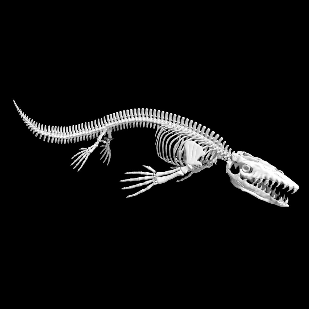 Mosasaurus Skeleton Model - TurboSquid 1885076