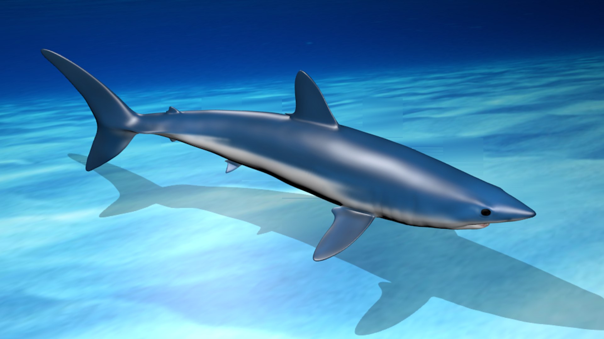 maya mako shark - poses