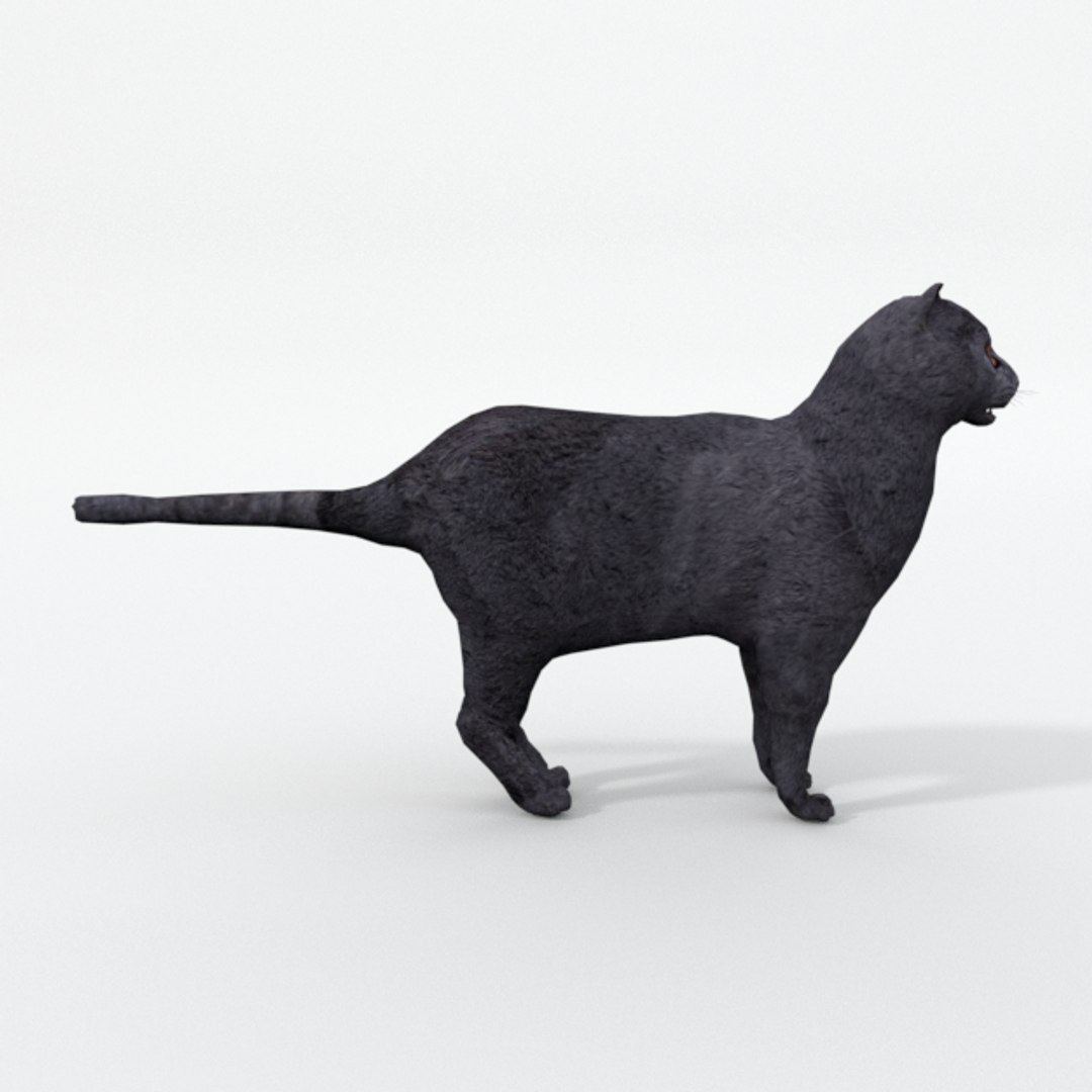 Cat 3D Model - TurboSquid 1334546