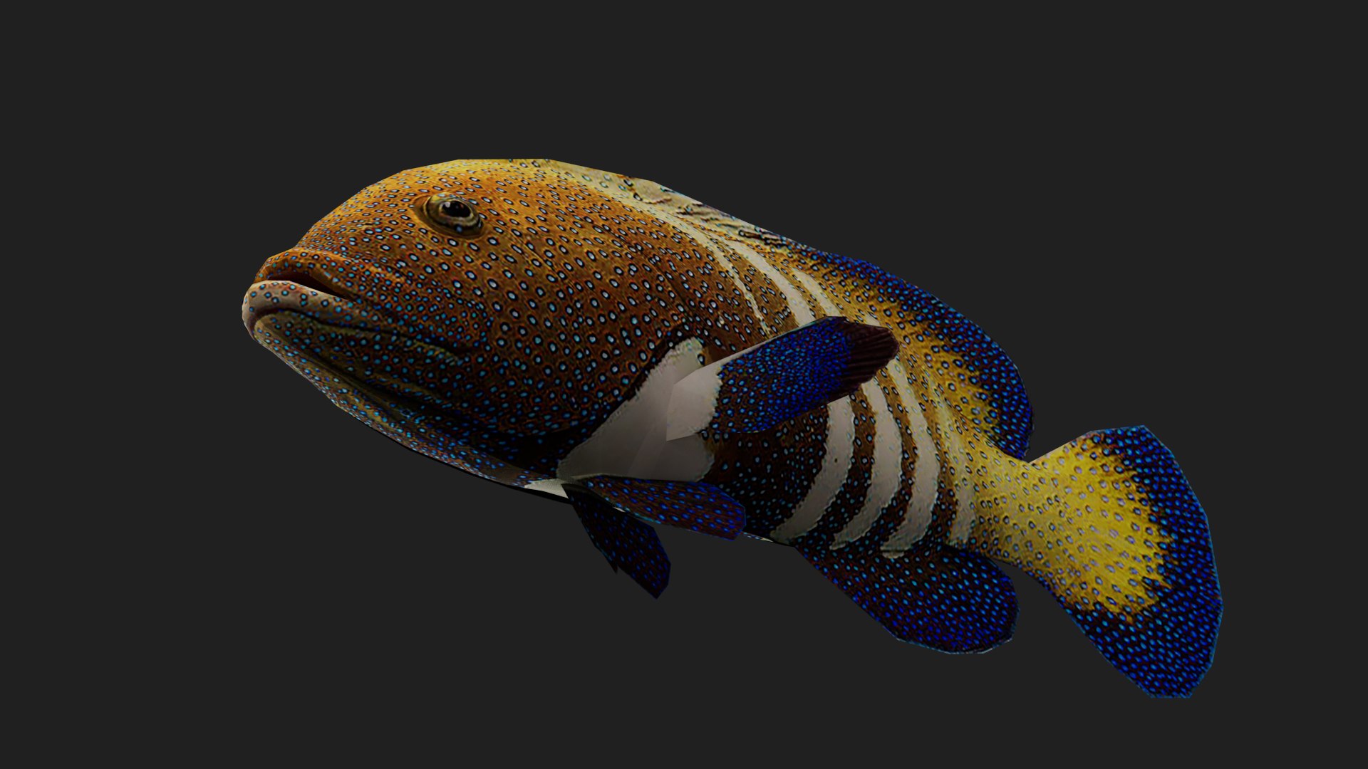 Grouper 3D Model - TurboSquid 2118885