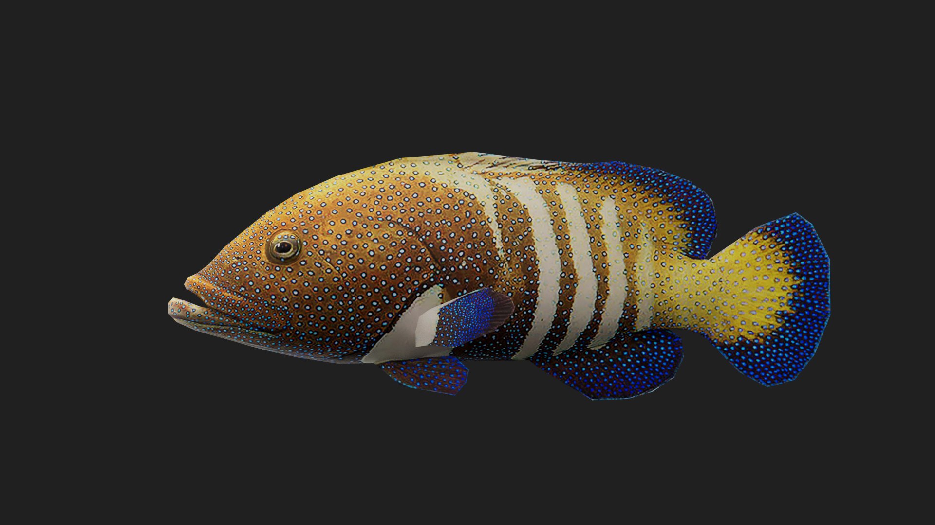 Grouper 3D Model - TurboSquid 2118885