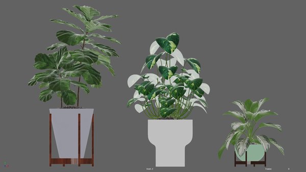 3D Realistic Houseplants Collection model - TurboSquid 1971643