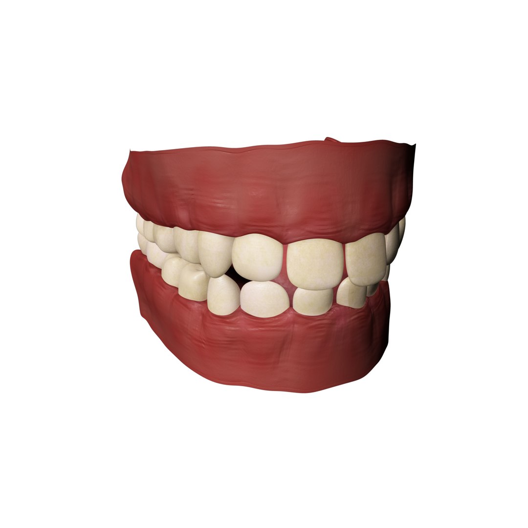 Teeth Gums 3d Model