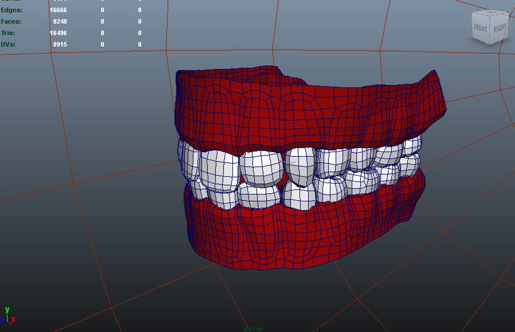 Teeth Gums 3d Model