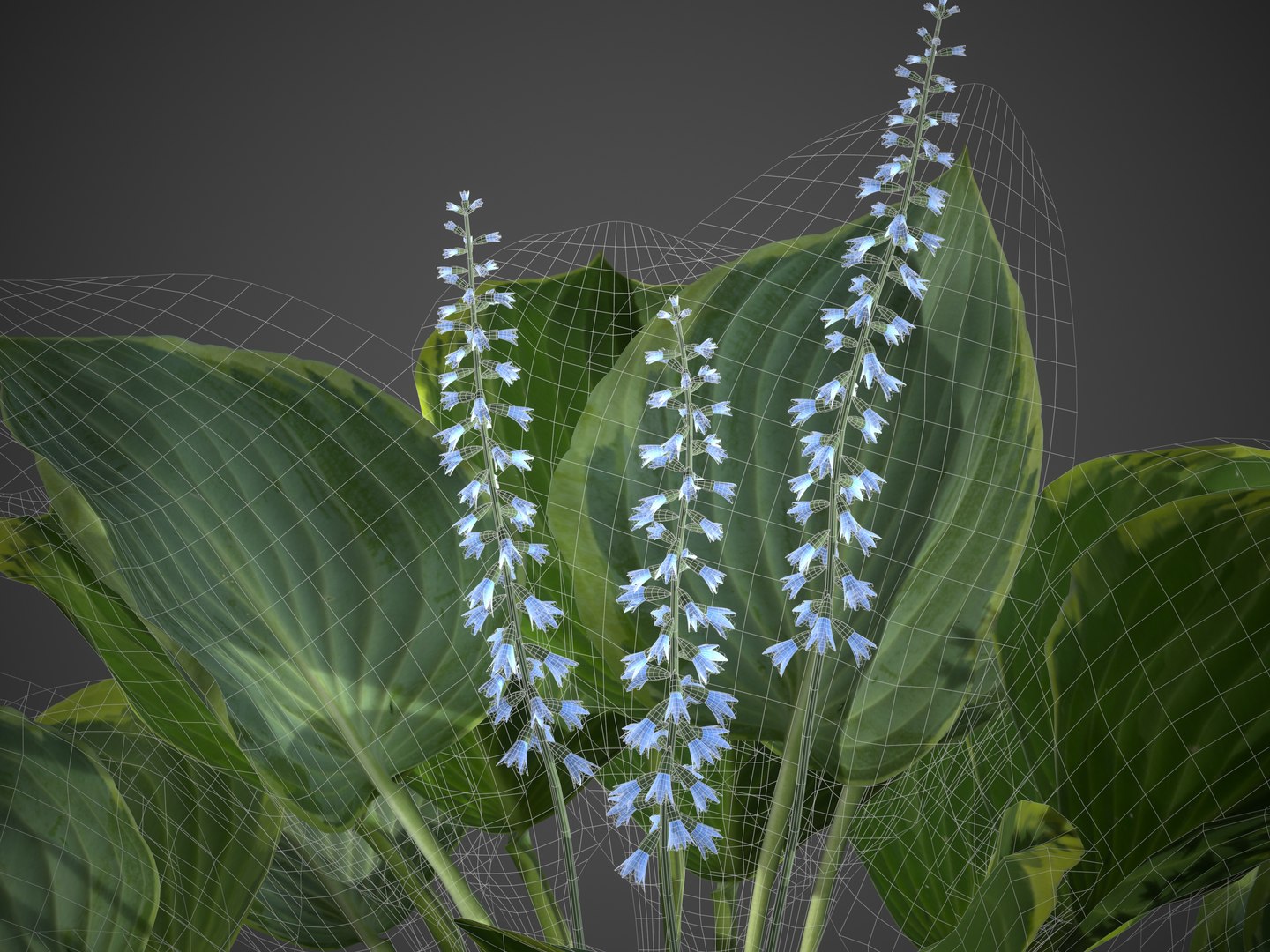 3D XfrogPlants Hosta - TurboSquid 1771582