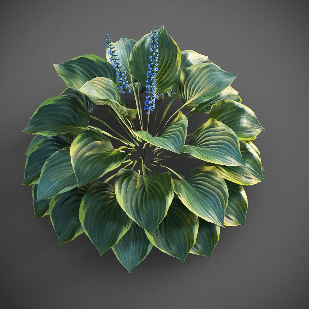 3D XfrogPlants Hosta - TurboSquid 1771582