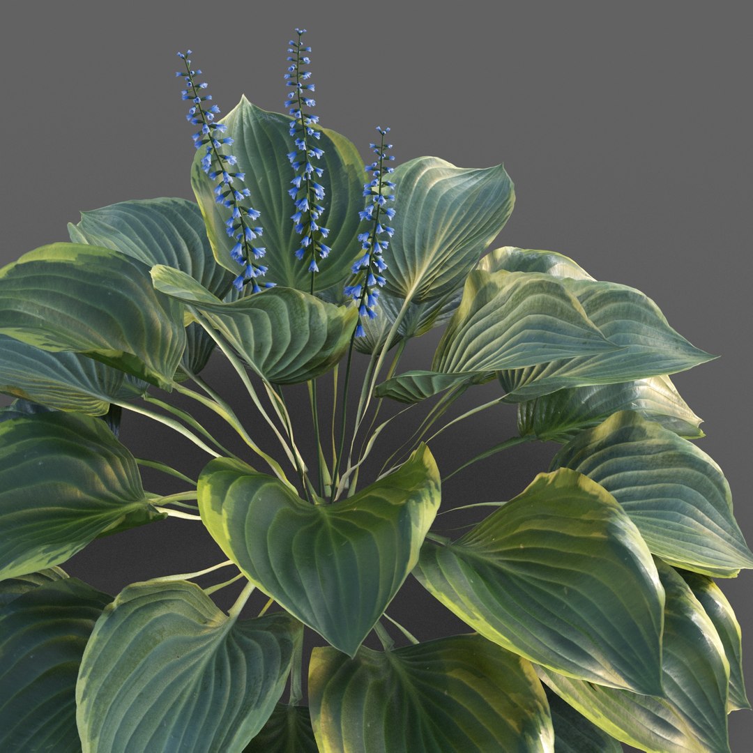 3D XfrogPlants Hosta - TurboSquid 1771582