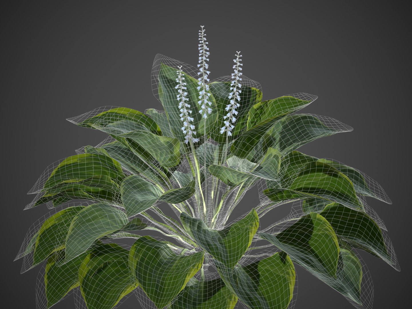 3D XfrogPlants Hosta - TurboSquid 1771582