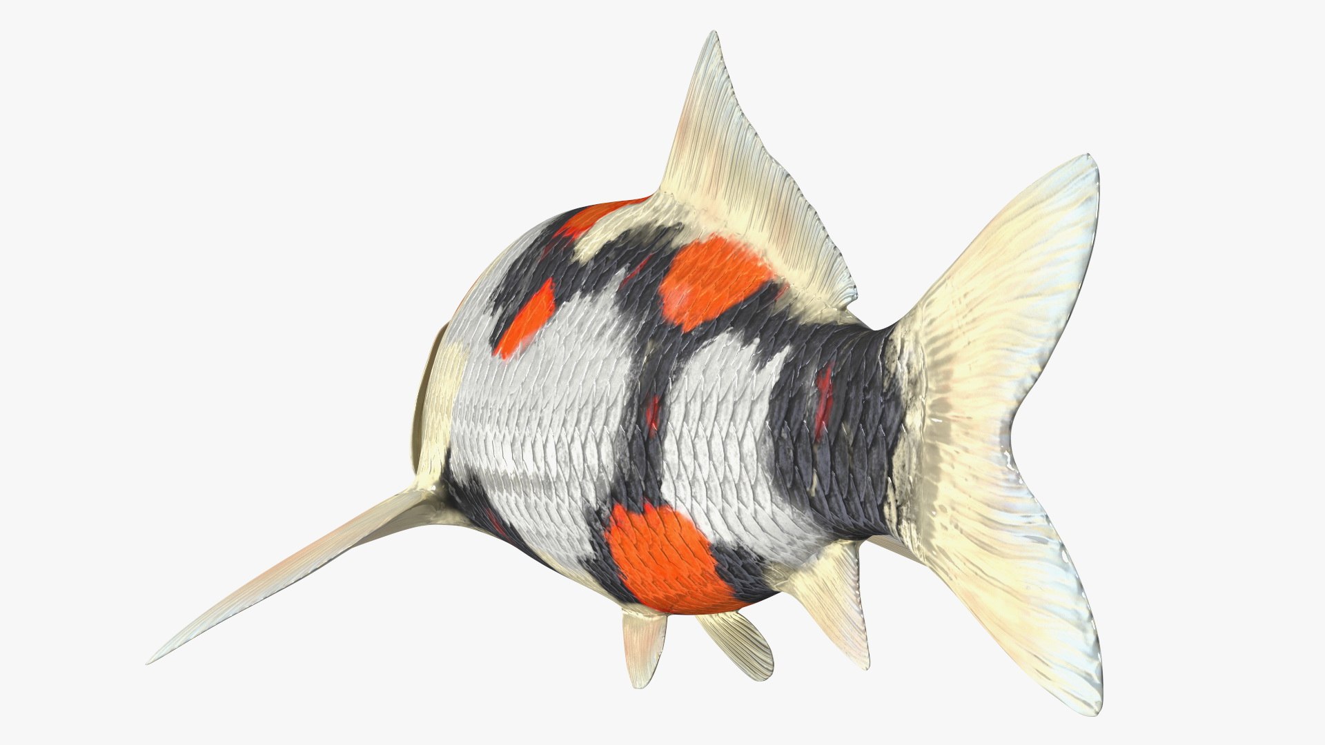 3D Harivake Koi Fish Rigged For Cinema 4D Model - TurboSquid 2146566