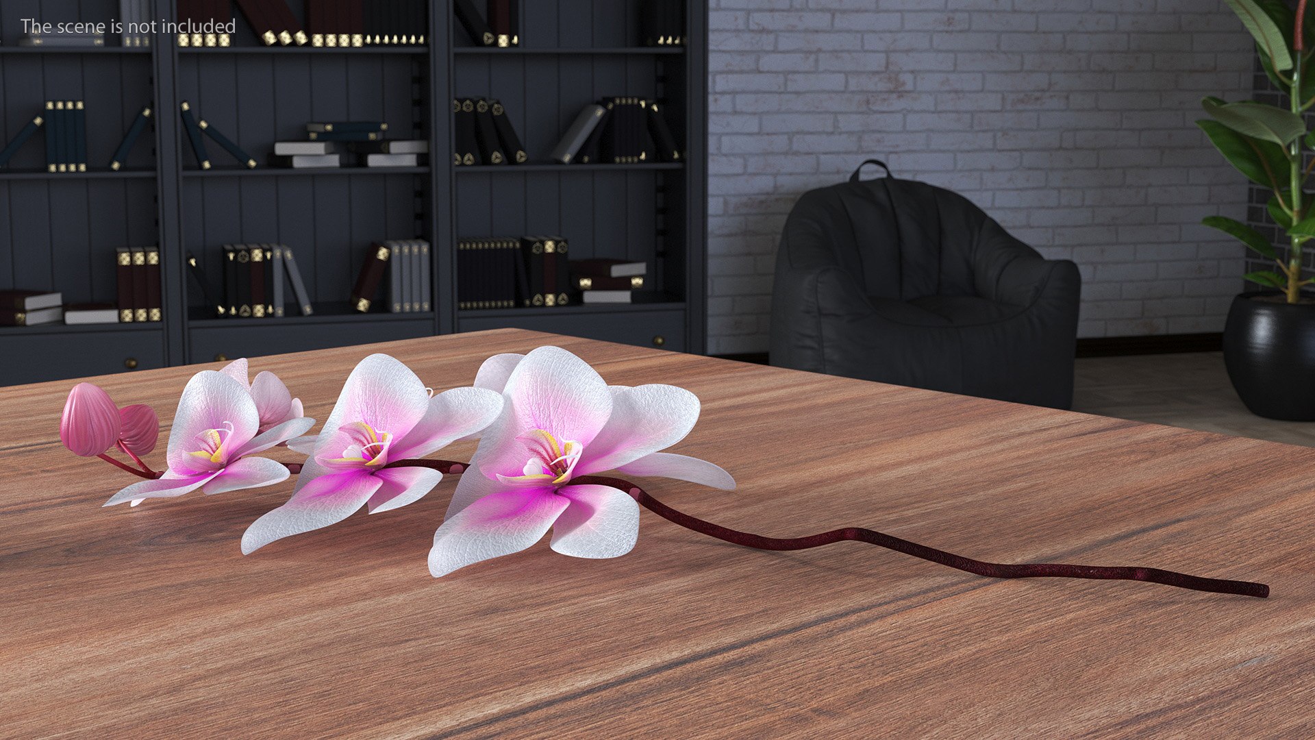 3D Small Orchid Stem Model - TurboSquid 2084399