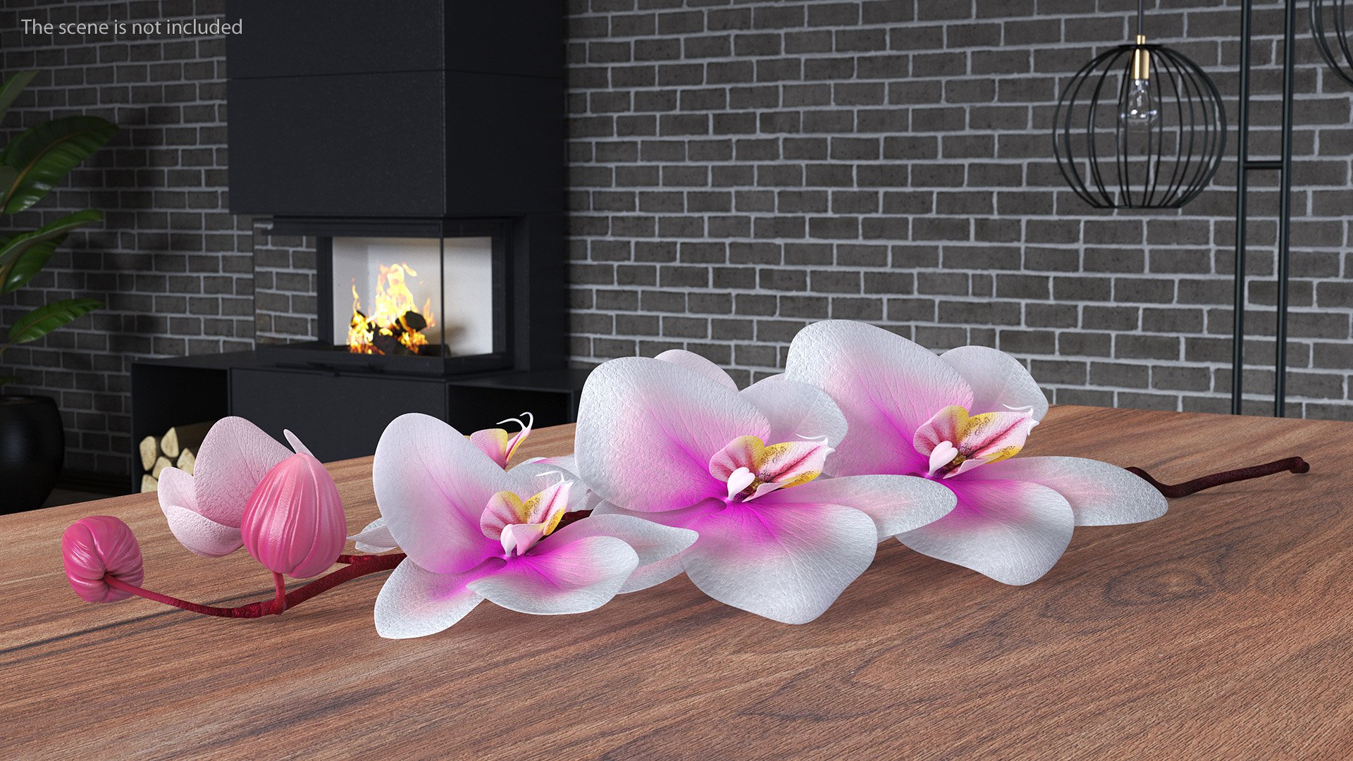 3D Small Orchid Stem Model - TurboSquid 2084399