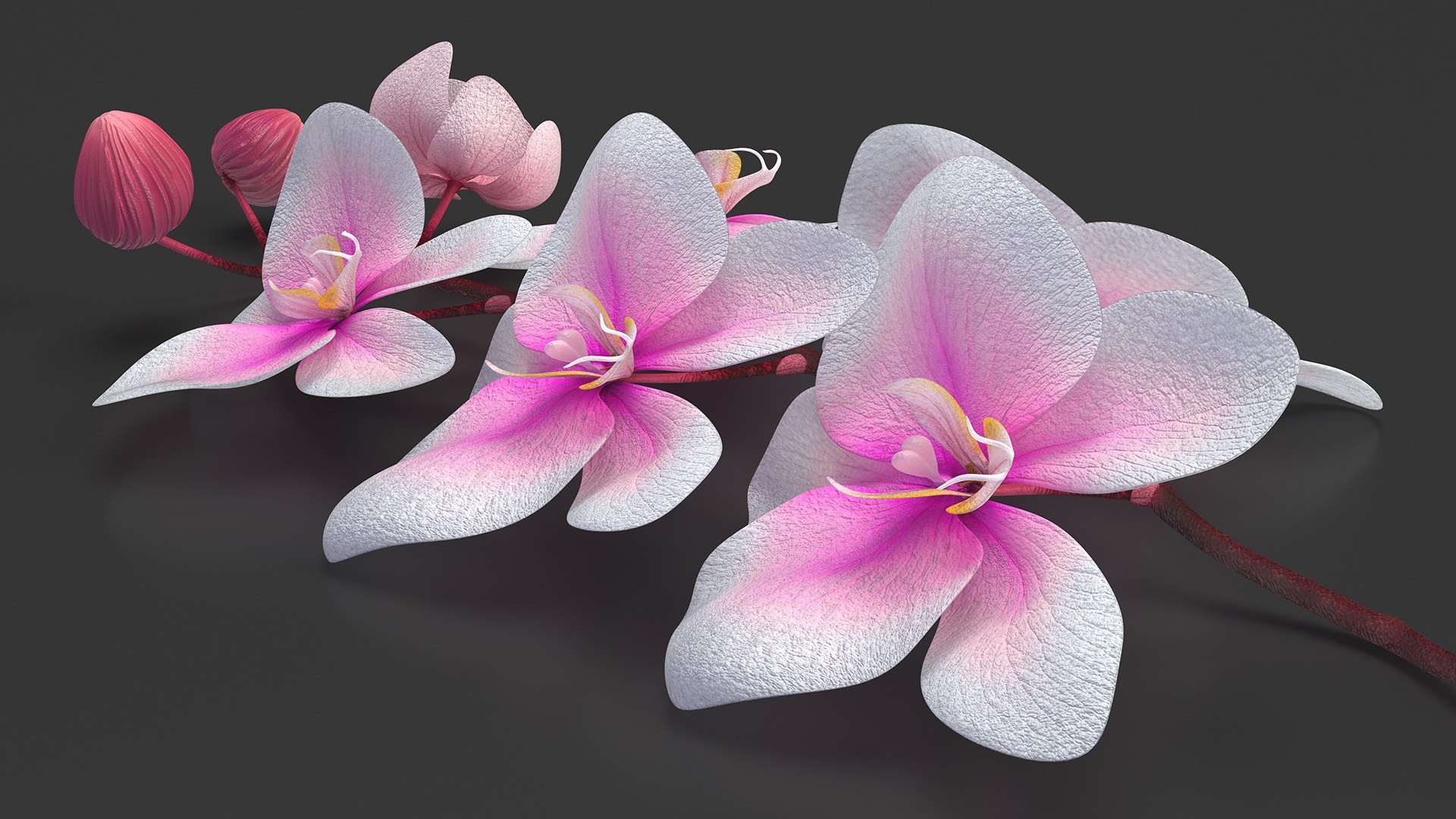 3D Small Orchid Stem Model - TurboSquid 2084399