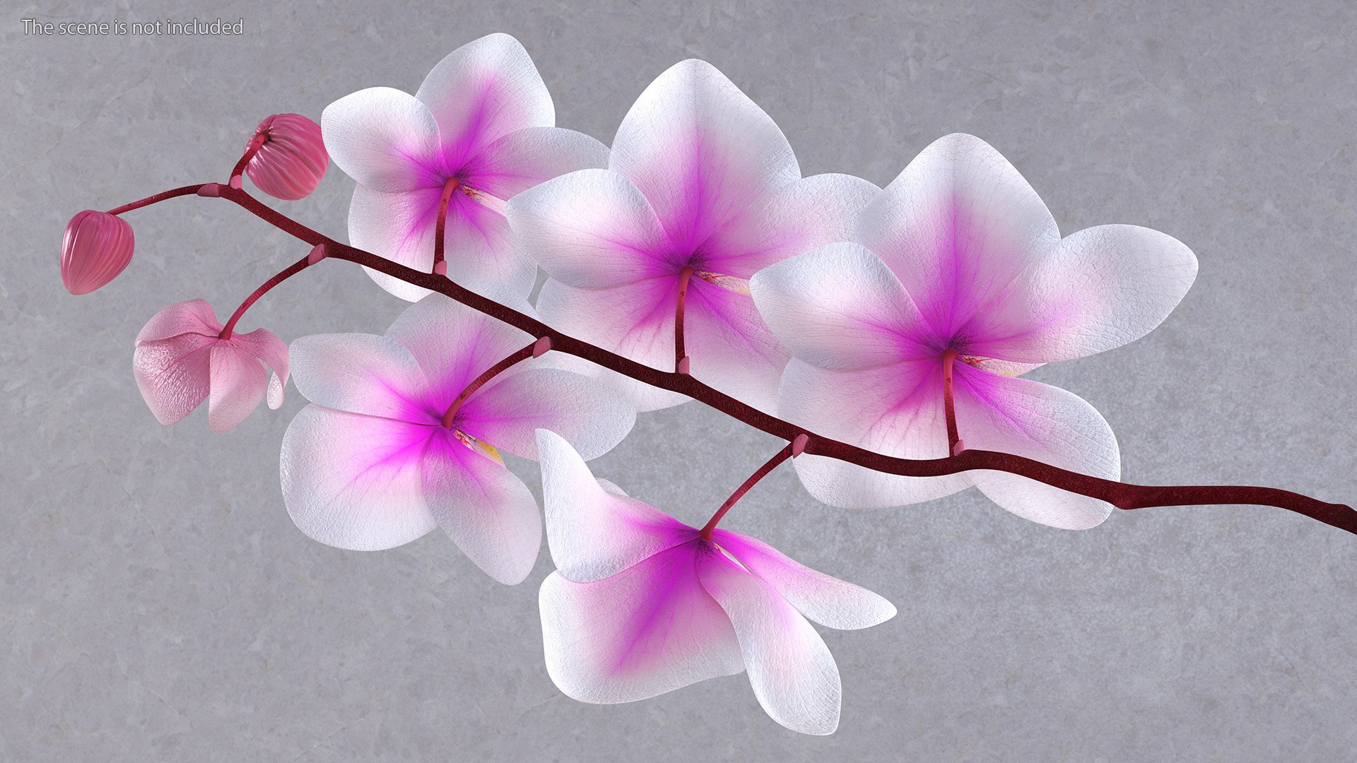 3D Small Orchid Stem Model - TurboSquid 2084399