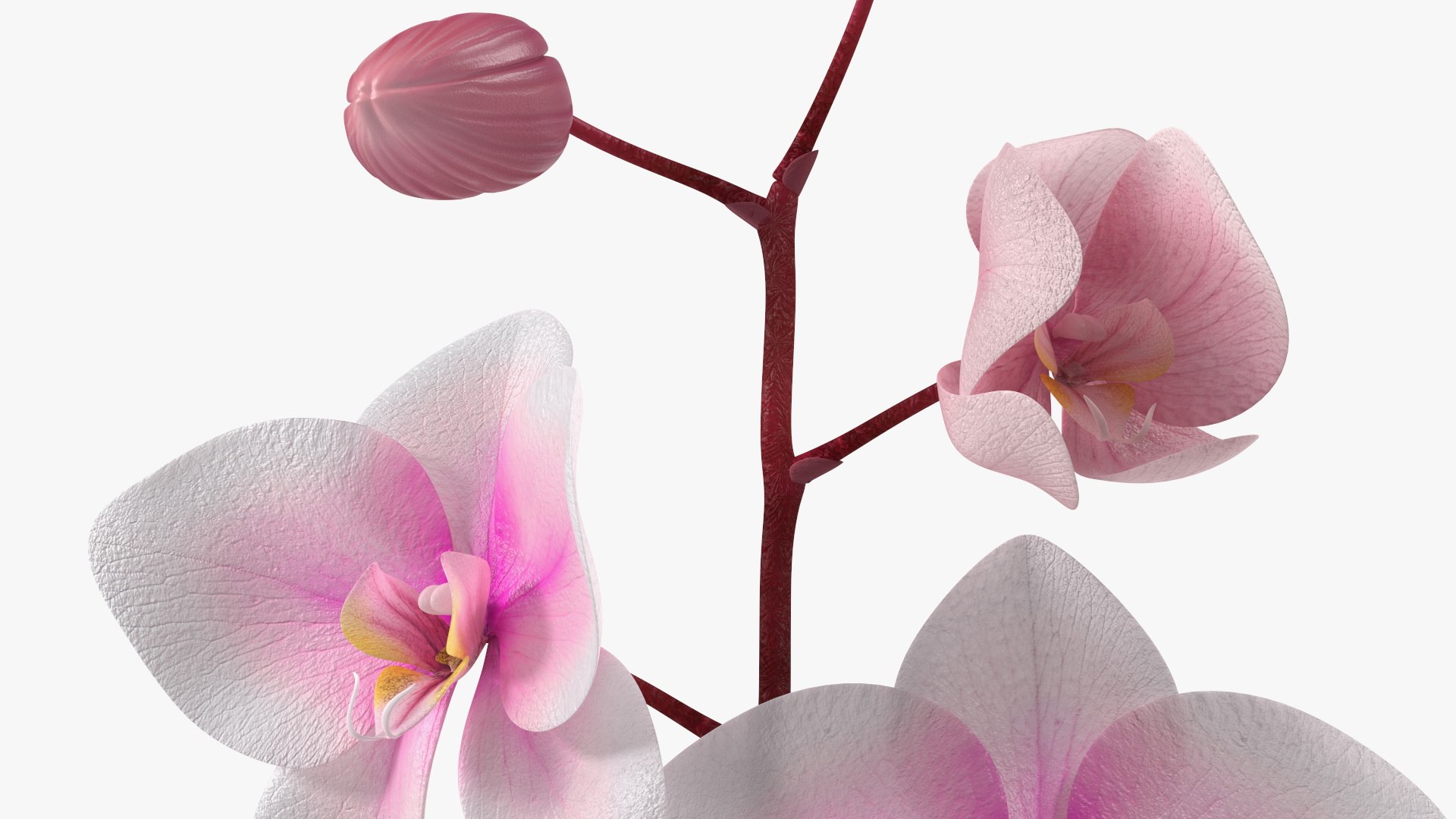 3D Small Orchid Stem Model - TurboSquid 2084399