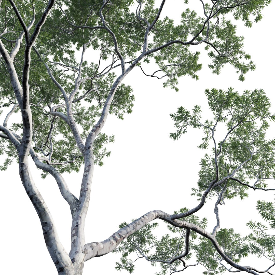 Eucalyptus Saligna - Sydney Blue Gum 01 3D - TurboSquid 2069035