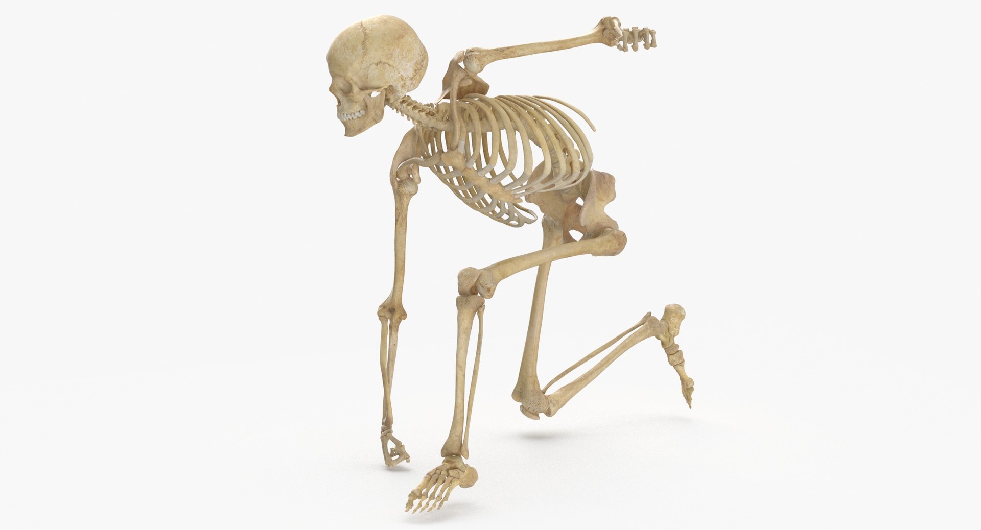 3D Real Human Female Skeleton Pose 101 model - TurboSquid 1827653