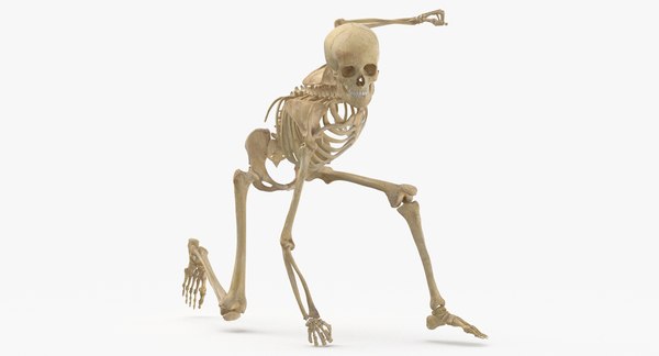 3D Real Human Female Skeleton Pose 101 model - TurboSquid 1827653