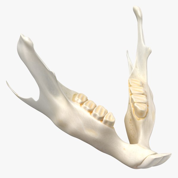 3D Chinchilla Lanigera Jaw 01 model - TurboSquid 1967273