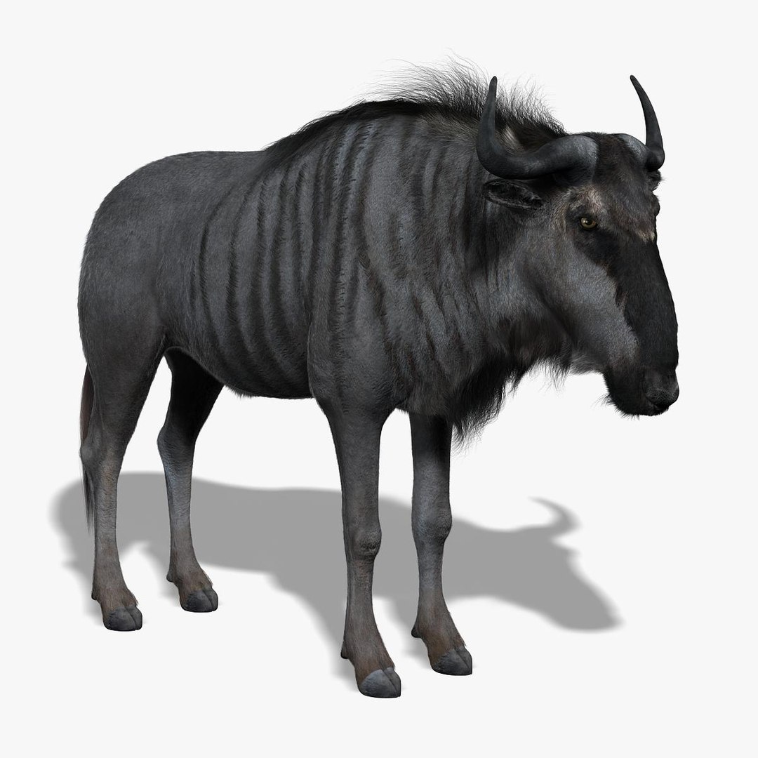 Wildebeest Gnu Fur 3d Model