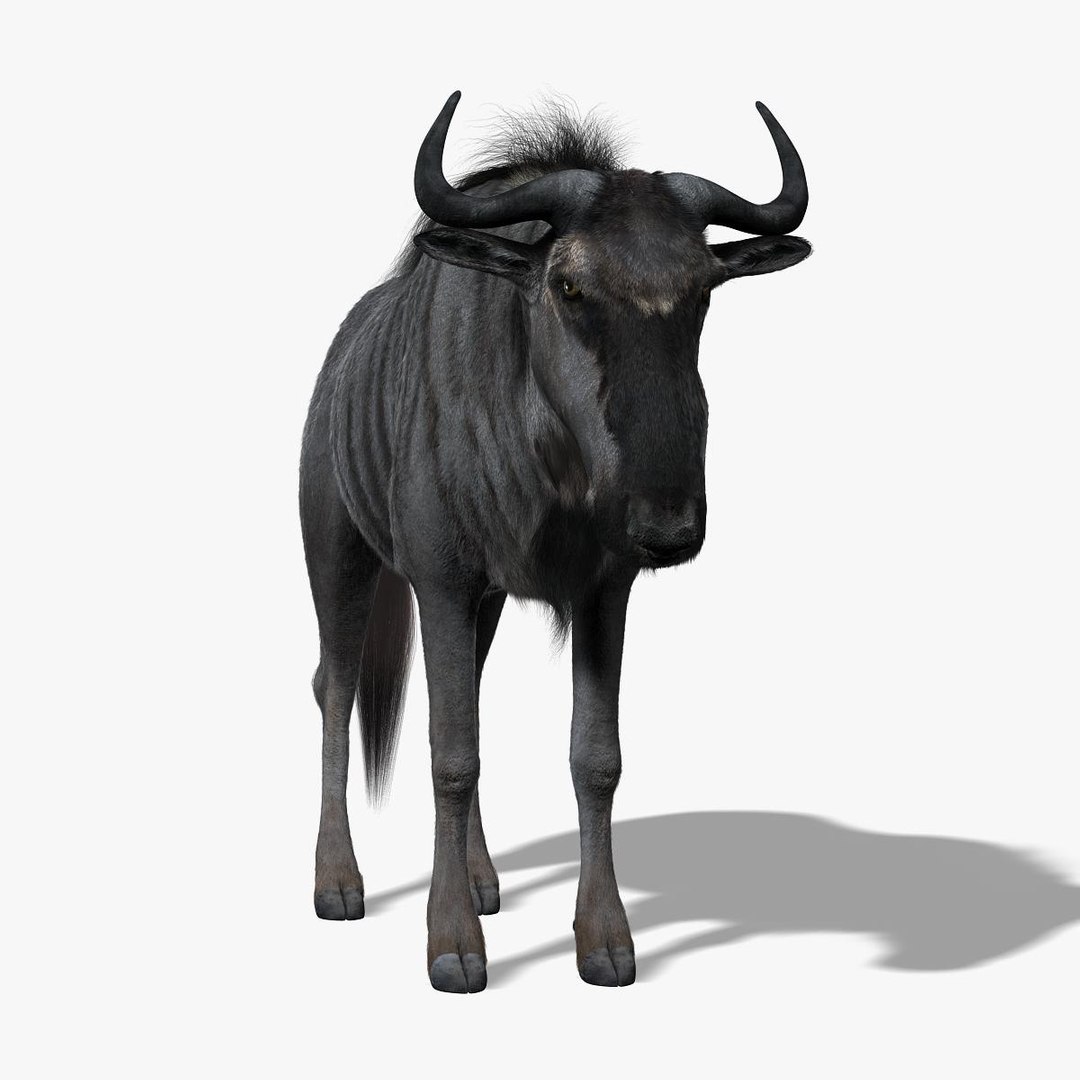 Wildebeest Gnu Fur 3d Model