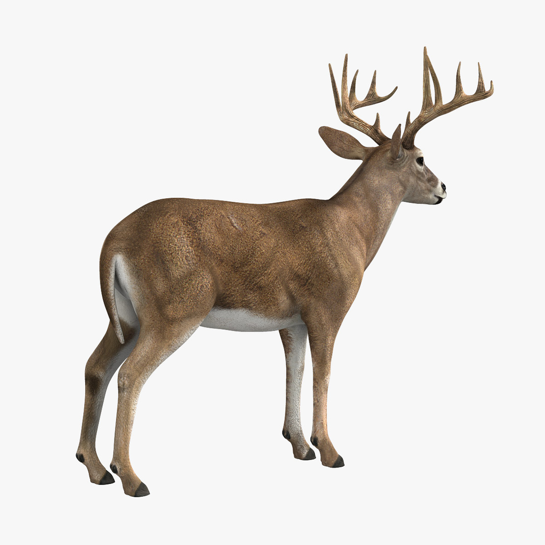 deer animation 3d model