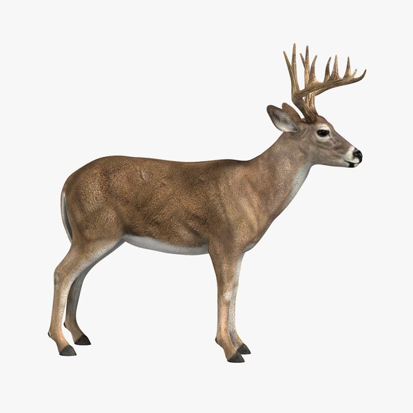 deer animation 3d model