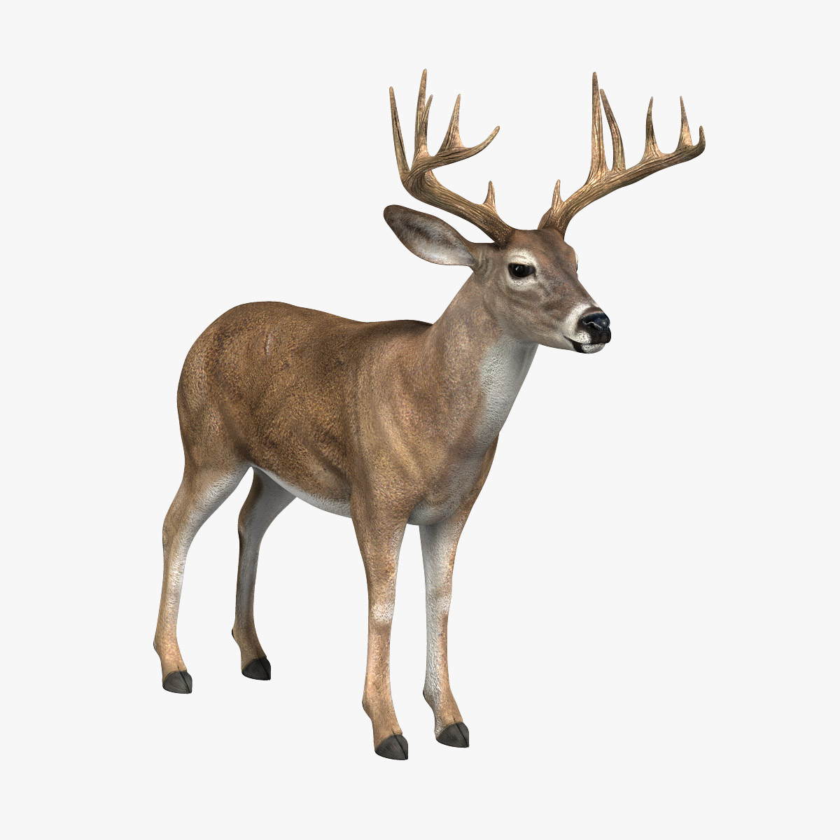 deer animation 3d model