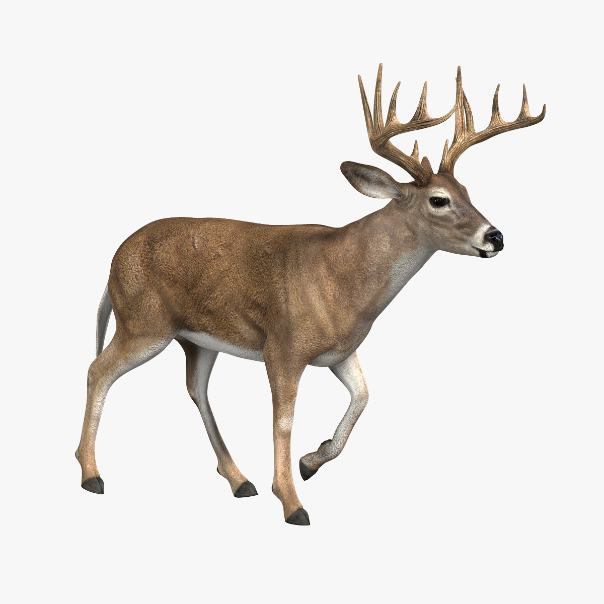 deer animation 3d model