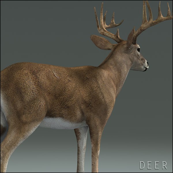deer animation 3d model