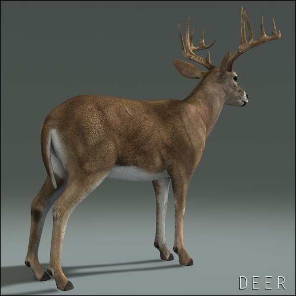 deer animation 3d model