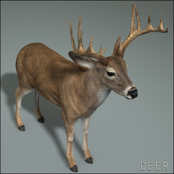 deer animation 3d model
