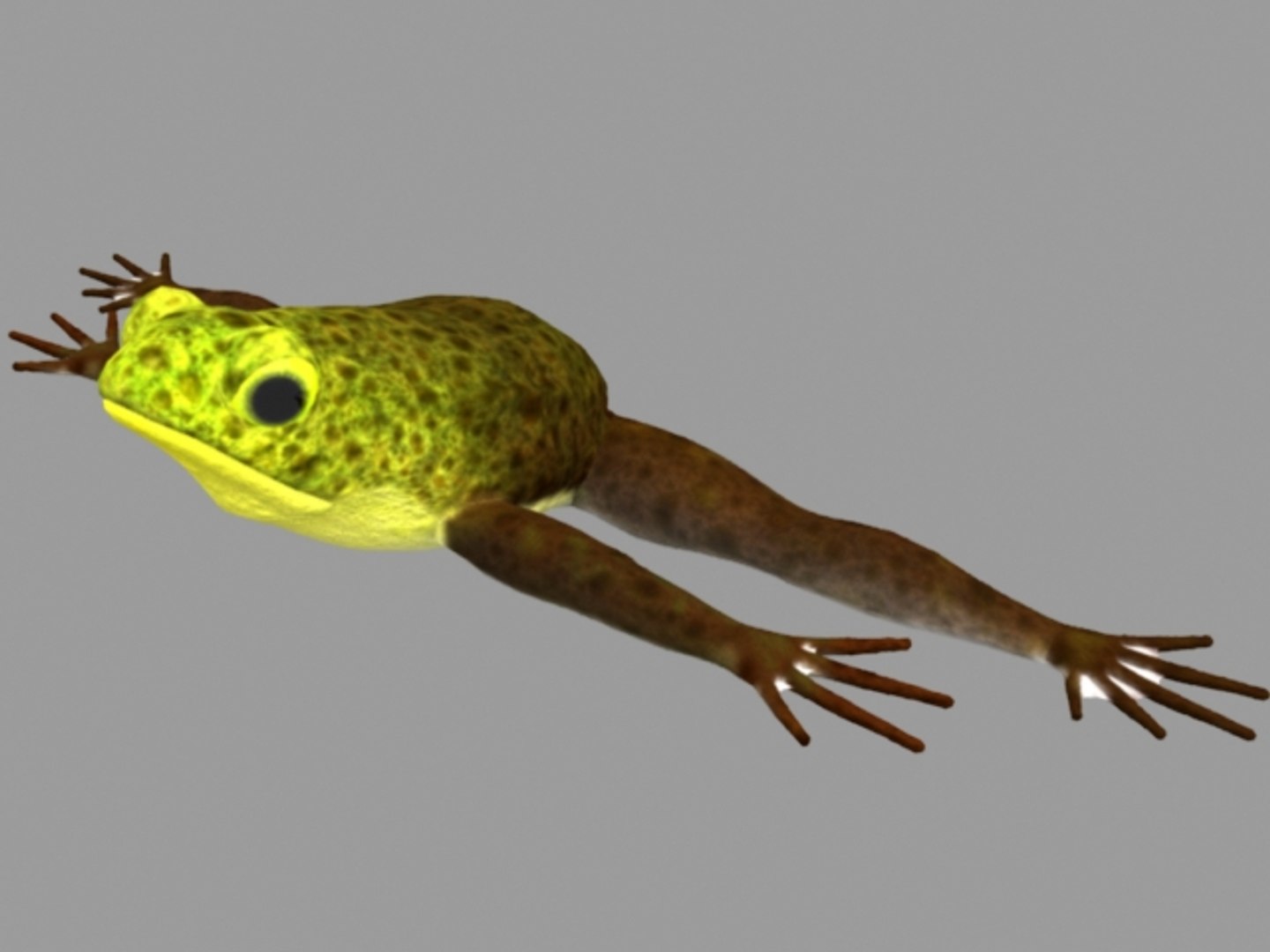 Toad rig frog 3D - TurboSquid 1395718