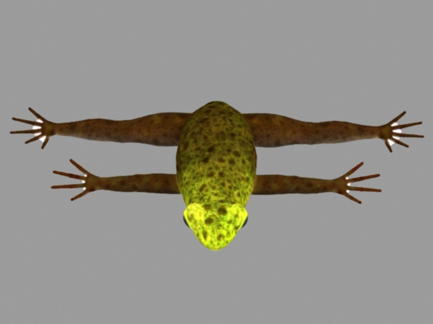 Toad Rig Frog 3D - TurboSquid 1395718