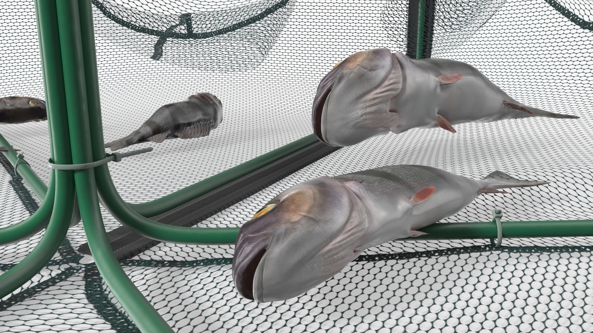 Automatic Pop-Up Fishing Trap And Captured Fish 3D Model - TurboSquid ...