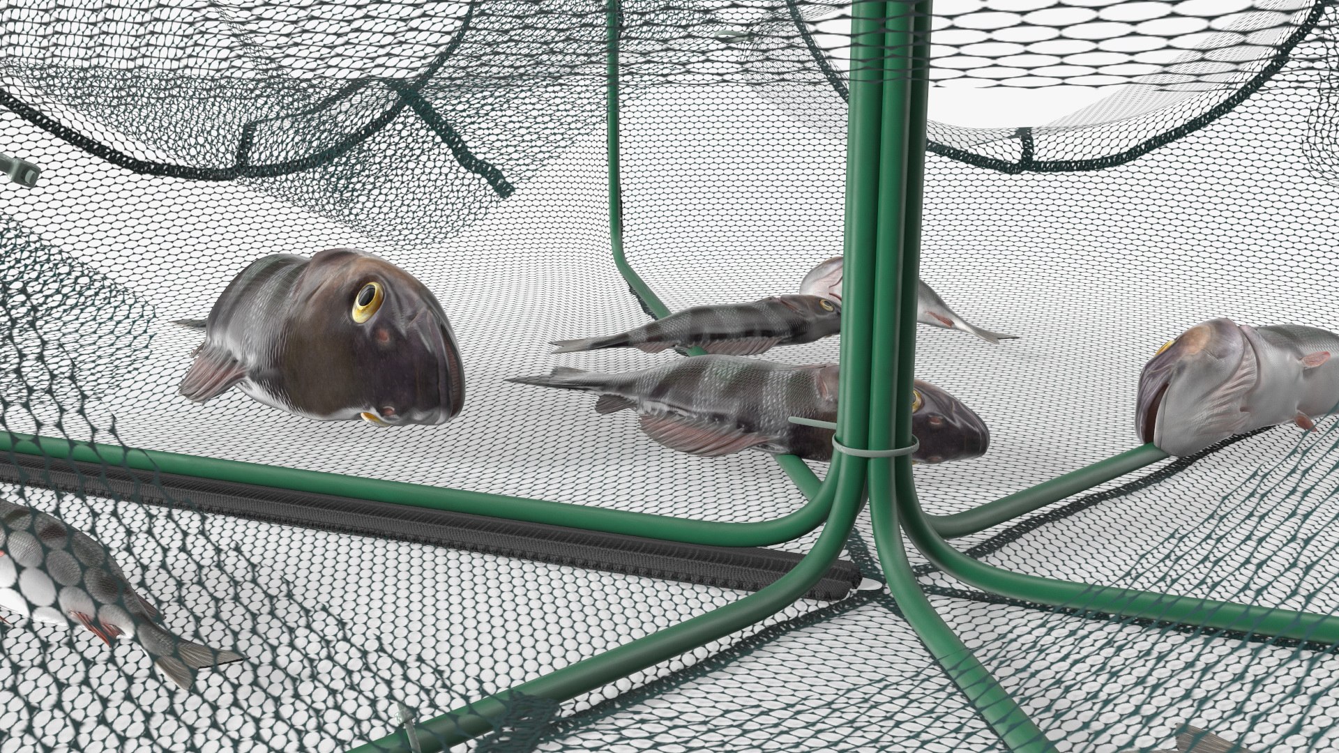 Automatic Pop-Up Fishing Trap And Captured Fish 3D Model - TurboSquid ...