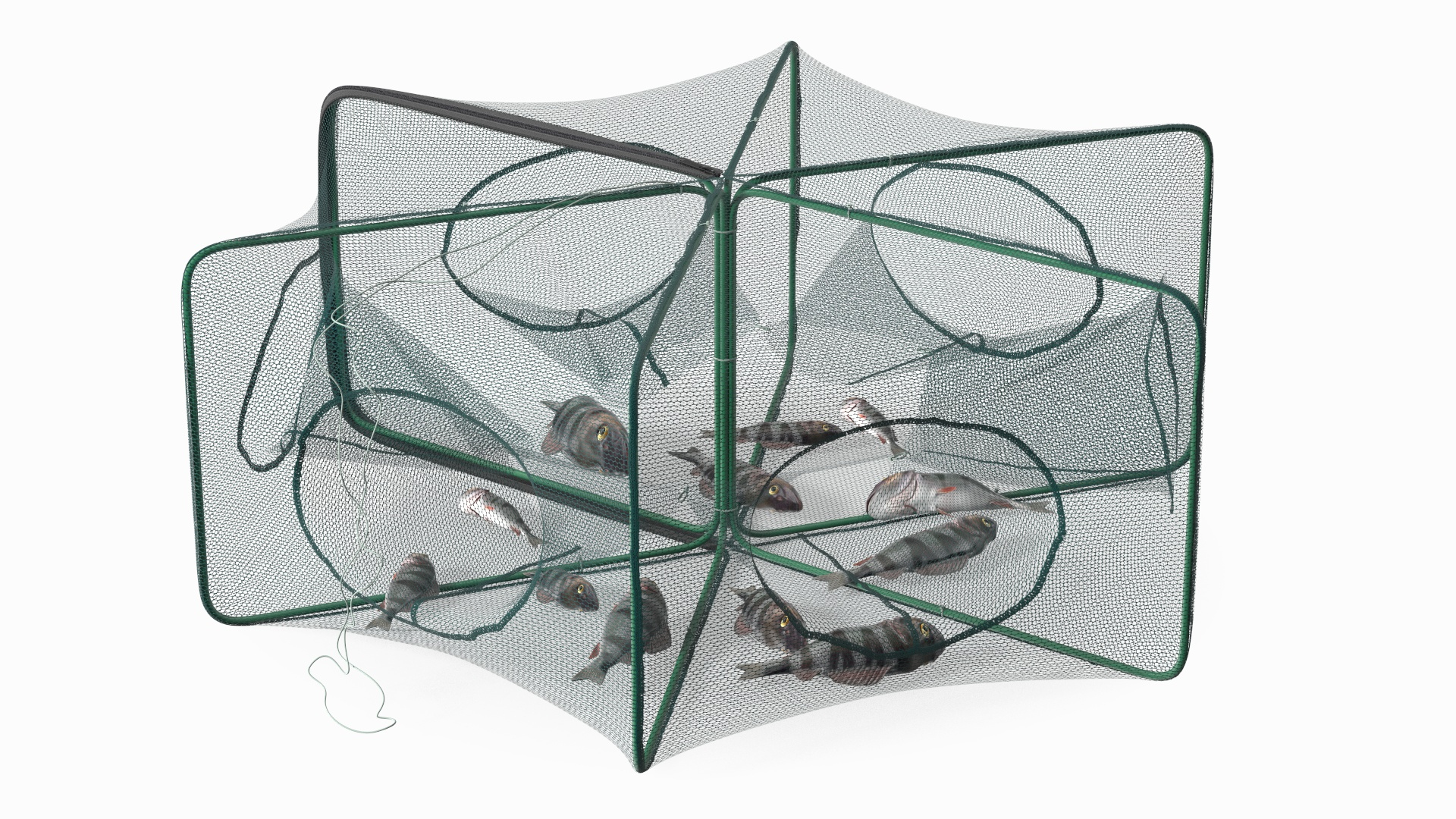 Automatic Pop-Up Fishing Trap And Captured Fish 3D Model - TurboSquid ...