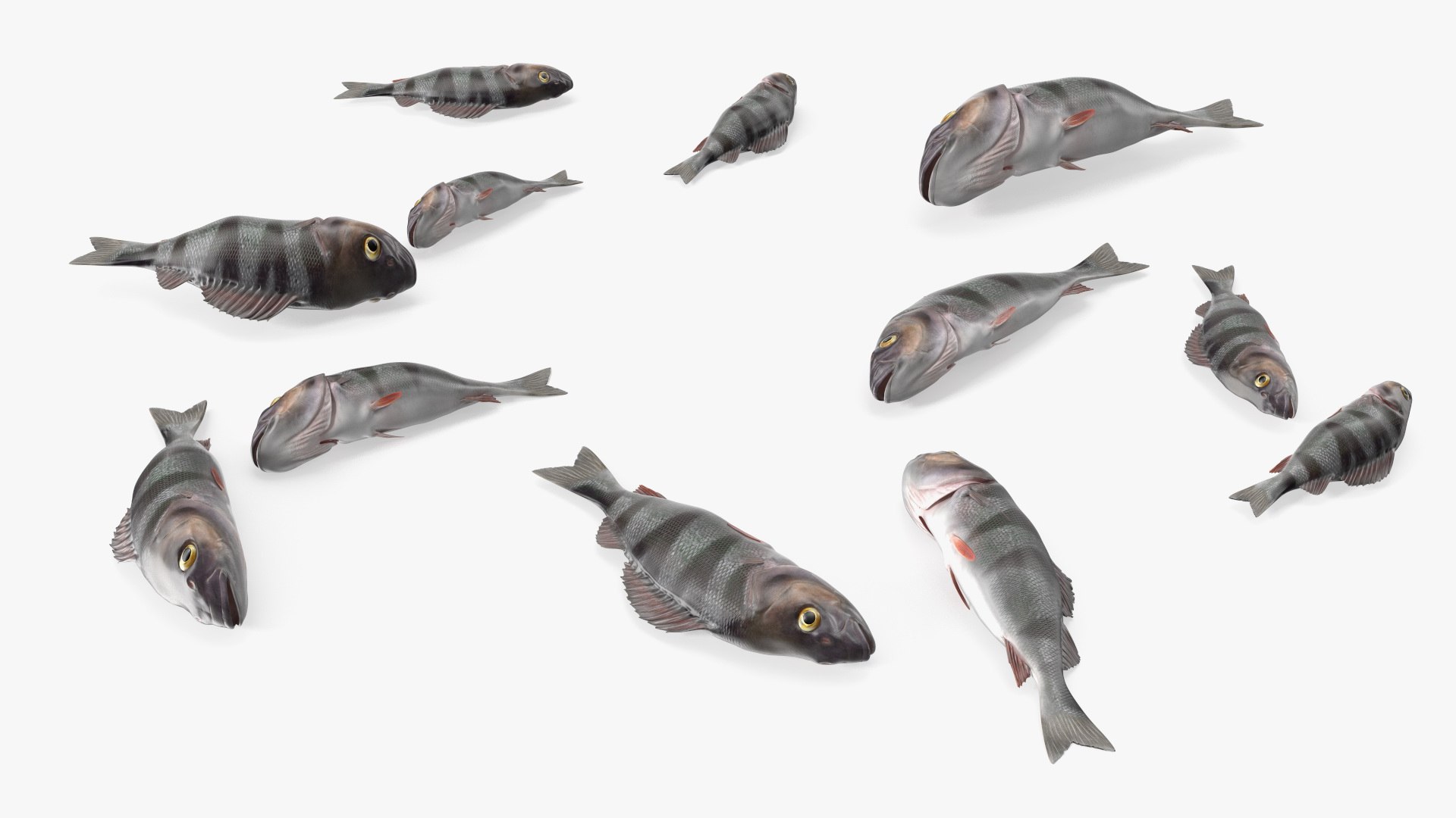 Automatic Pop-Up Fishing Trap And Captured Fish 3D Model - TurboSquid ...